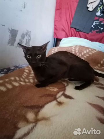 Кот в дар