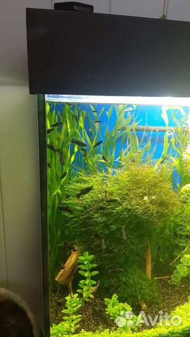 Аквариумные рыбки молинезии