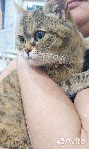 Шотландская кошечка