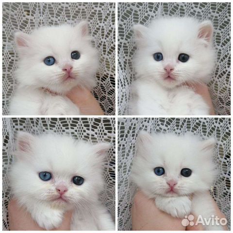 Турецкая ангора котята