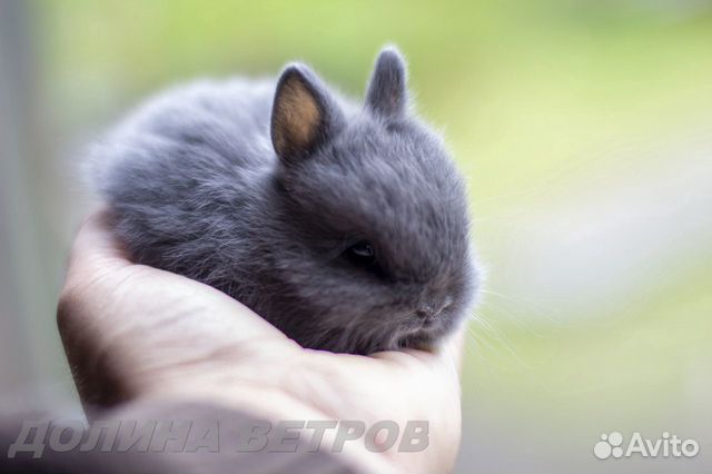 Супер маленькие крольчата миноры