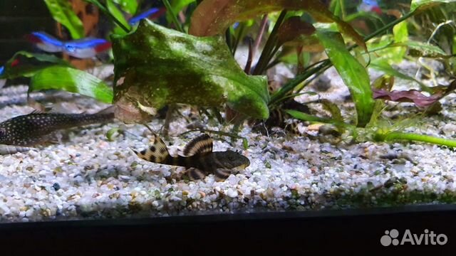 Сом номерной L205, L206, Геофагус Красноголовый