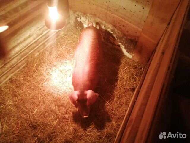 Поросенок дюрок, Кабан