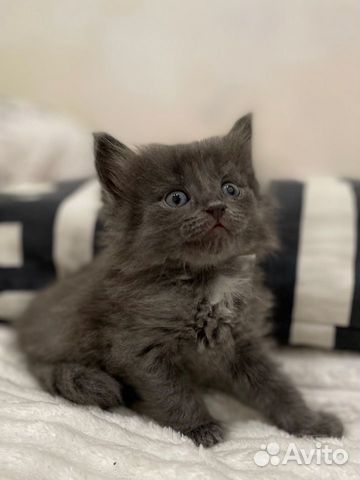 Сибирский котёнок