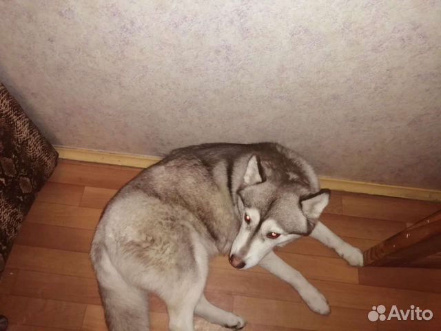 Крис