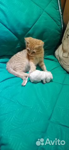 Рыжий котенок мальчик