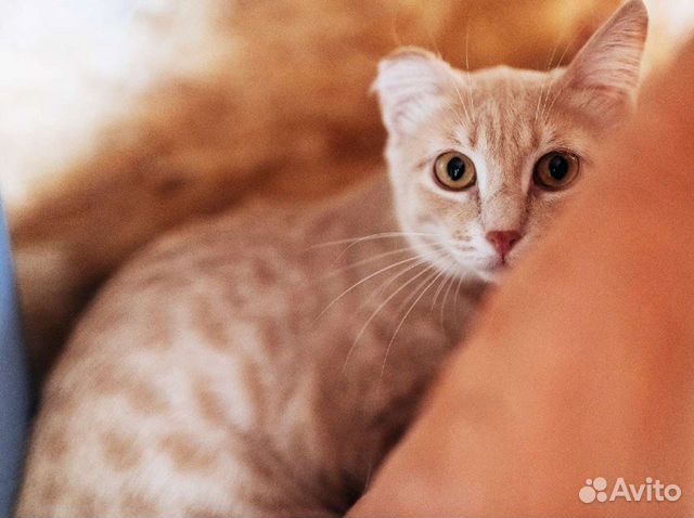 Рыжий кот Лучик, 1 год. Привезём