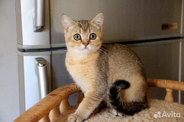 Потап - черный тикированный британчик