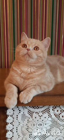Кремовый мраморный котик