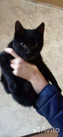 Маленький кот