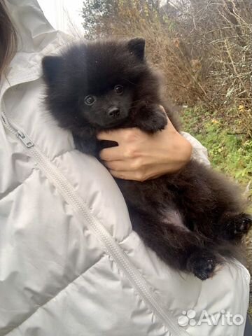 Шпиц немецкий 4 мес