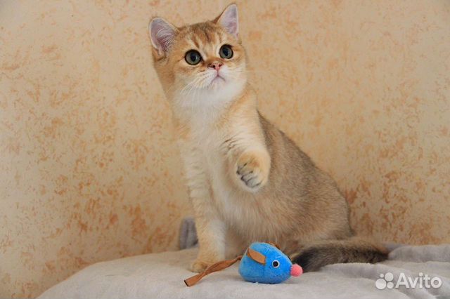 Атос - золотистая шиншилла