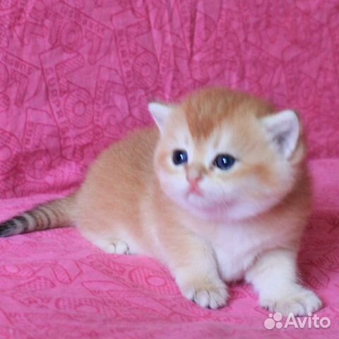 Британские котята