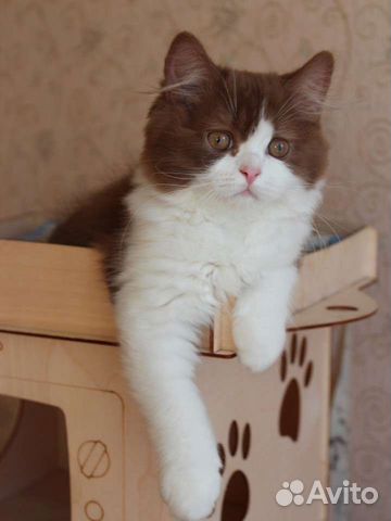 Британский котик