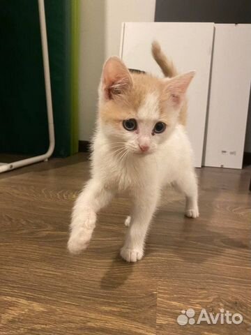 Котенок-мальчик (беленький)