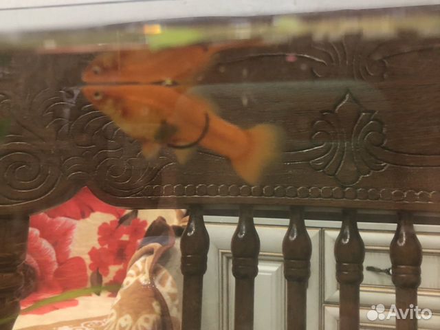 Аквариумные рыбки