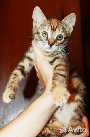 Котенок Марфуша