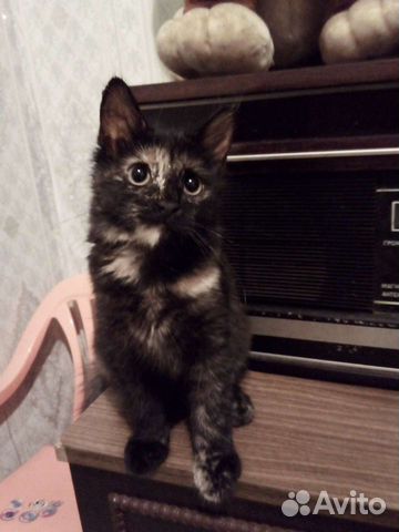 Кошки бесплатно