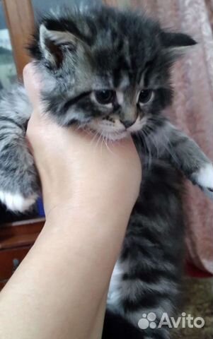 Сибирские котята