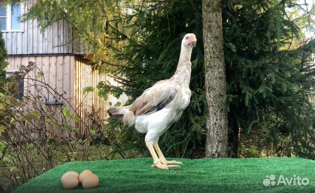 Куры бойцовые декан