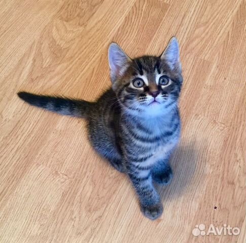Котёнок