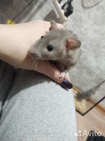 Декоративная крыса