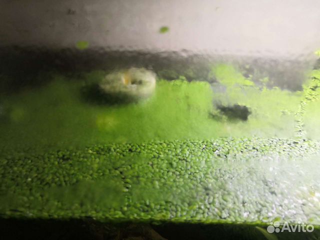 Ряска, растения аквариум