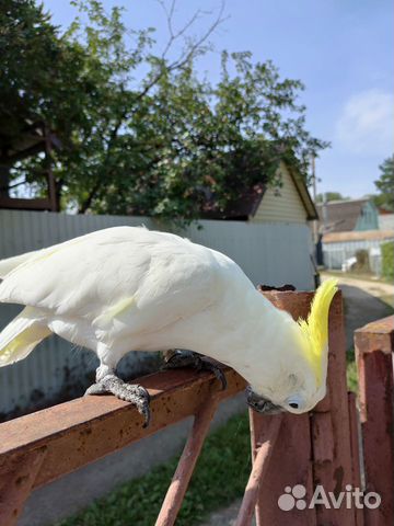 Попугай какаду желтохохлый