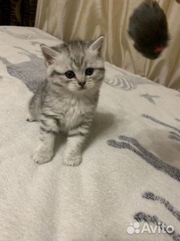 Шатланские вислоухие котята