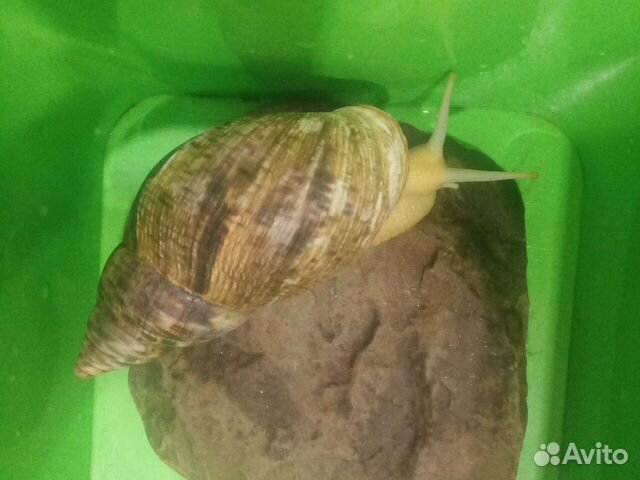 Улитка Ахатина Альбинос