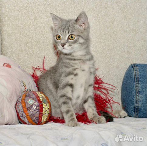 Плюша - лапушка хочет найти маму и папу