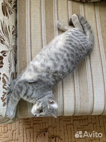 Шотладский котенок в дар