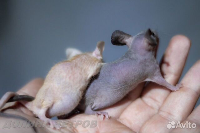 Голые мышки самки и самцы