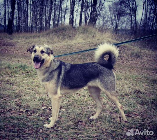 Собака в добрые руки