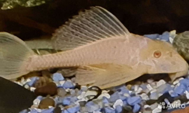 Сом присоска