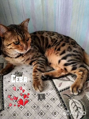 Бенгальского отдам бесплатно