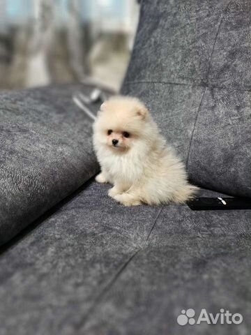 2 мальчика померанского шпица РКФ