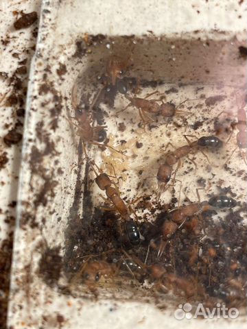 Harpegnathos Saltator