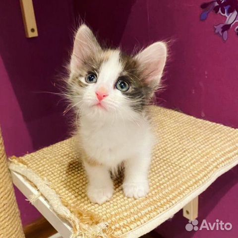 Котенок Сима в добрые руки