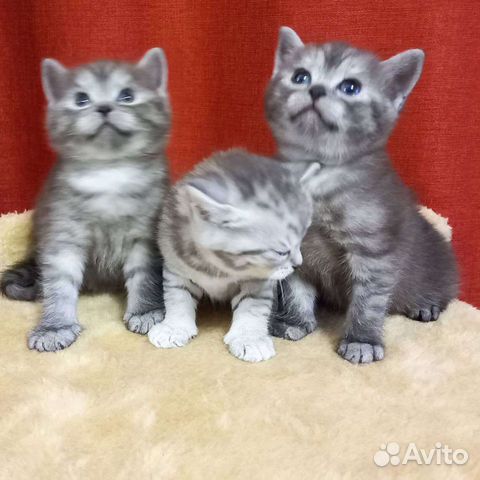 Британские котята