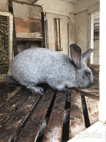 Кролики мясных пород