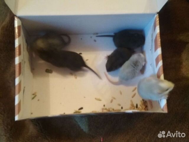 Крыски "Дамбо"