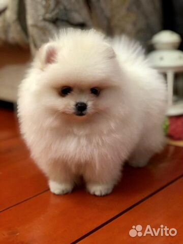 Шпиц девочка