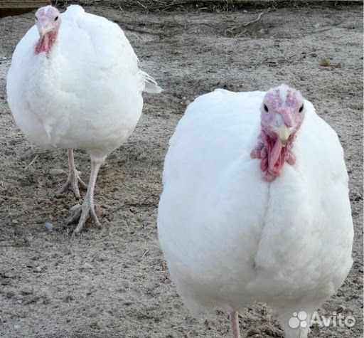 Индюки индюшки индейки