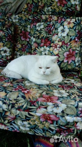 Вязка котов шотландских