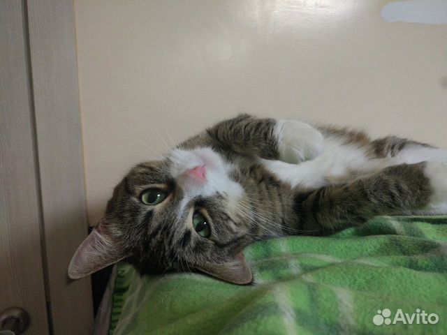 Котик, самый ласковый урчун