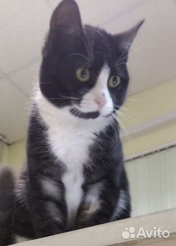 Необыкновенная кошка