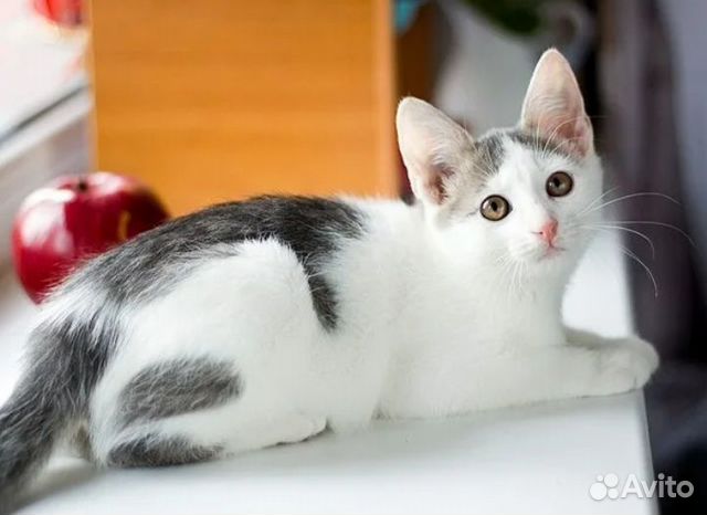 Котенок Пикси бесплатно