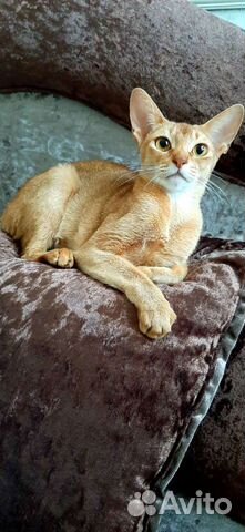 Кошки