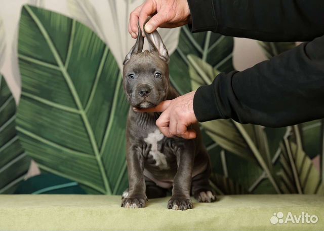 Голубые Ам. Стафы